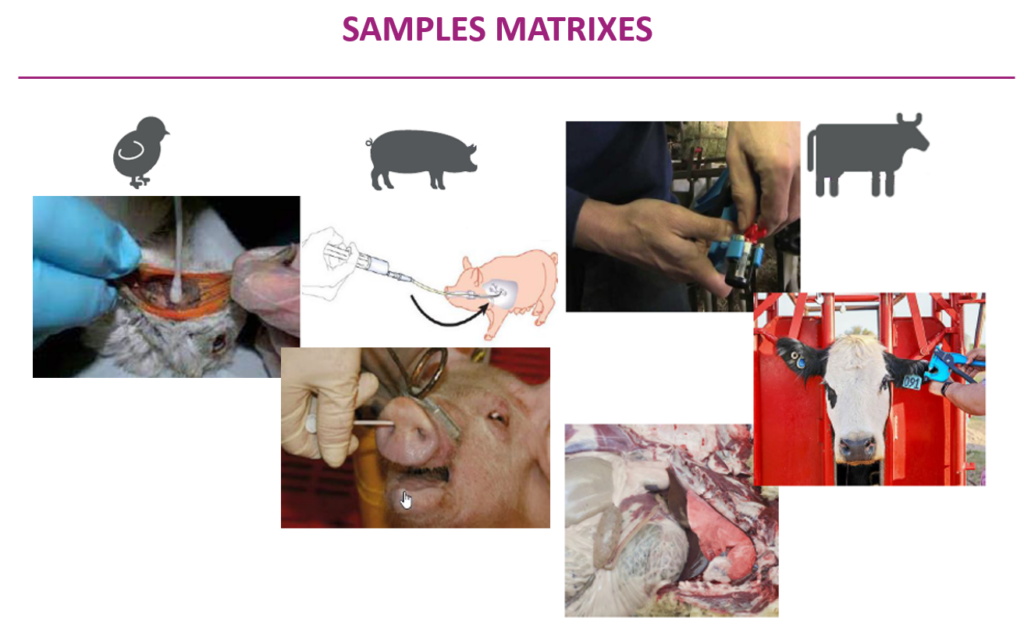 IndiMag 48s makes molecular diagnostics super easy - Abacus dx
