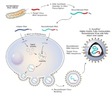AccuPlex SARS-CoV-2, Flu A/B, and RSV Molecular Controls - Abacus dx